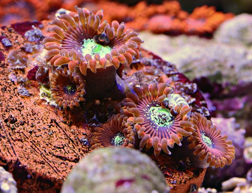 Things That Are Red in Nature