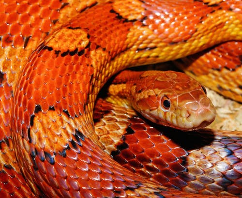 Things That Are Red in Nature