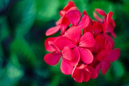 Things That Are Red in Nature