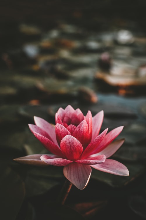 Things That Are Red in Nature
