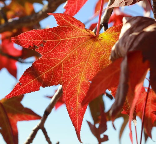 Things That Are Red in Nature