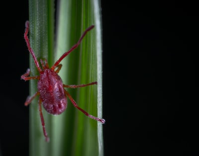 Things That Are Red in Nature