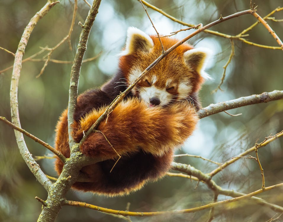 Things That Are Fuzzy