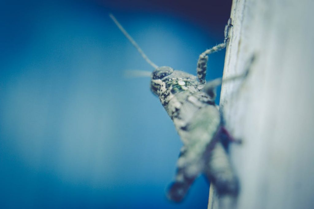 Things That Fly