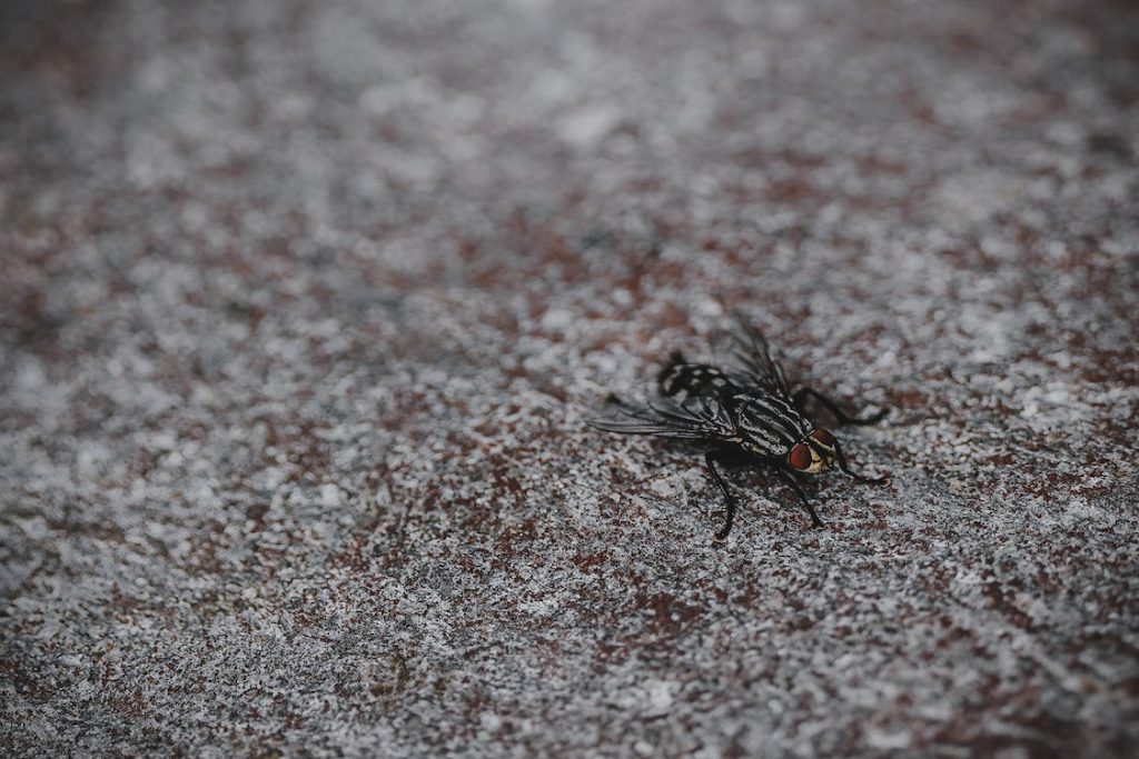 Things That Fly