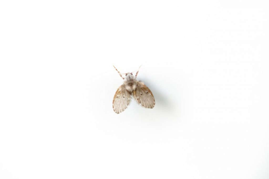 Things That Fly