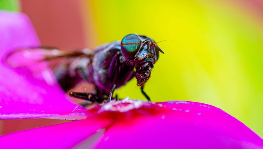Things That Fly