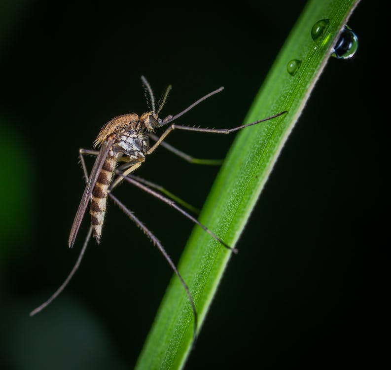 Things That Fly