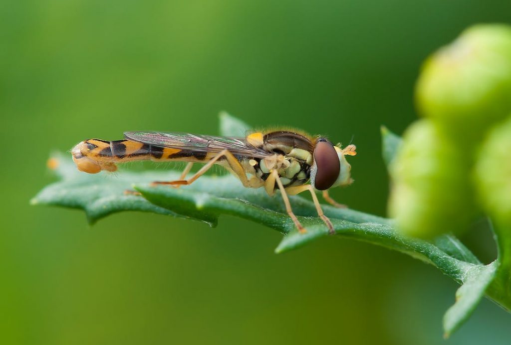 Things That Fly